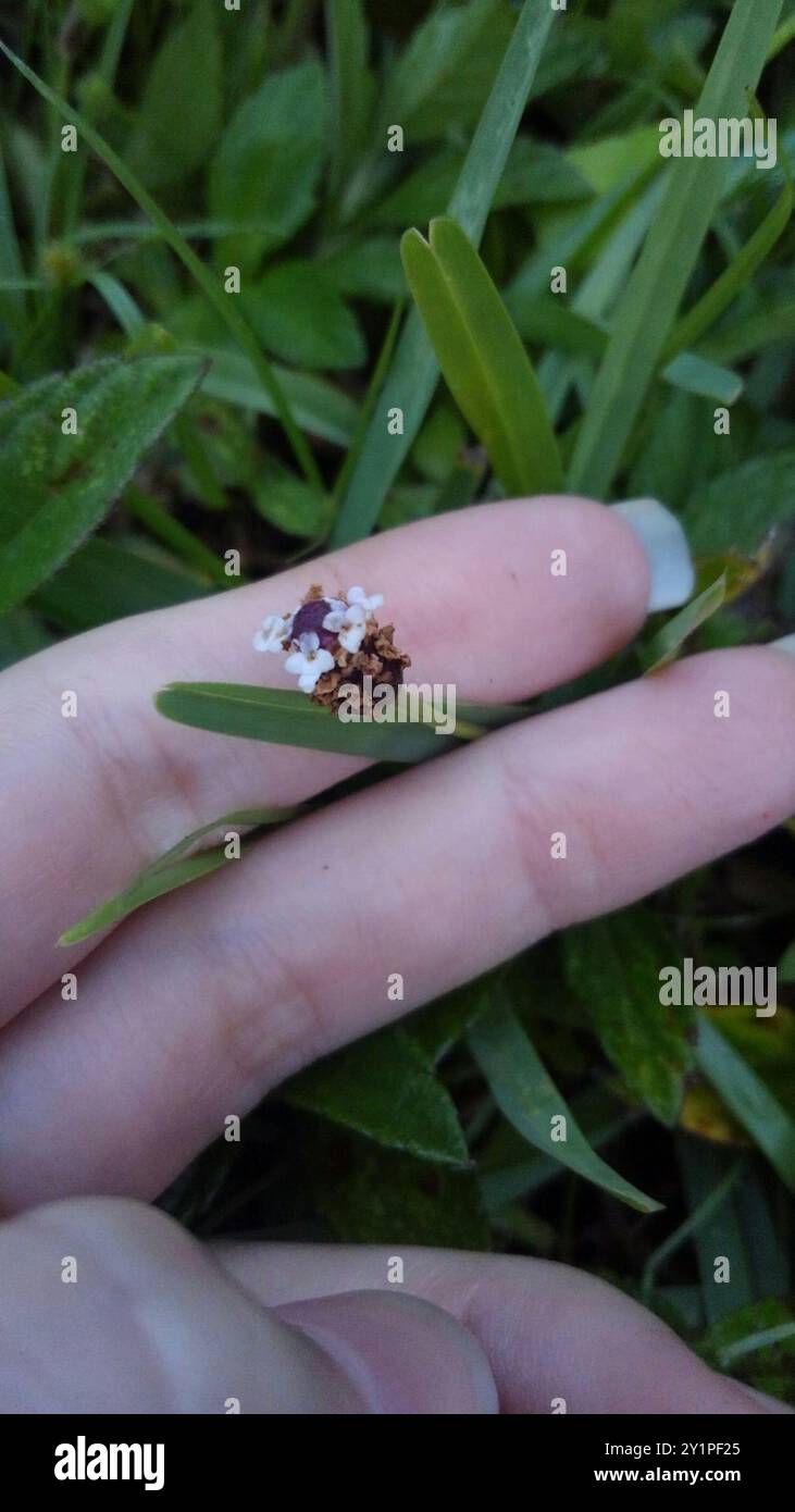turkey tangle frogfruit (Phyla nodiflora) Plantae Stock Photo - Alamy
