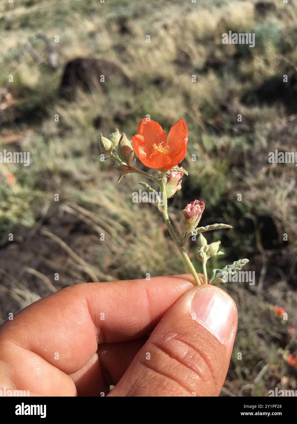 spear globemallow (Sphaeralcea hastulata) Plantae Stock Photo - Alamy