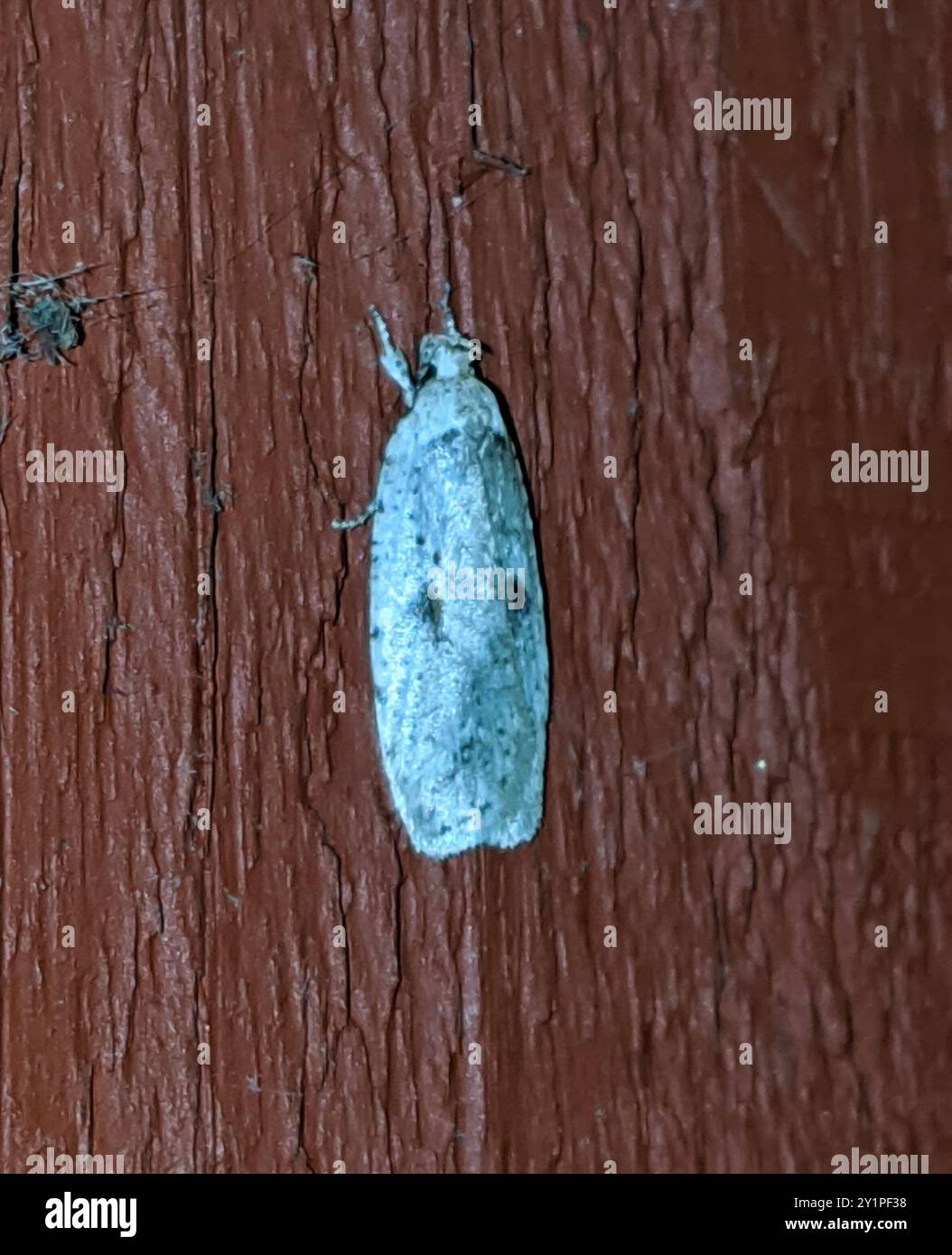 Canadian Agonopterix Moth (Agonopterix canadensis) Insecta Stock Photo ...