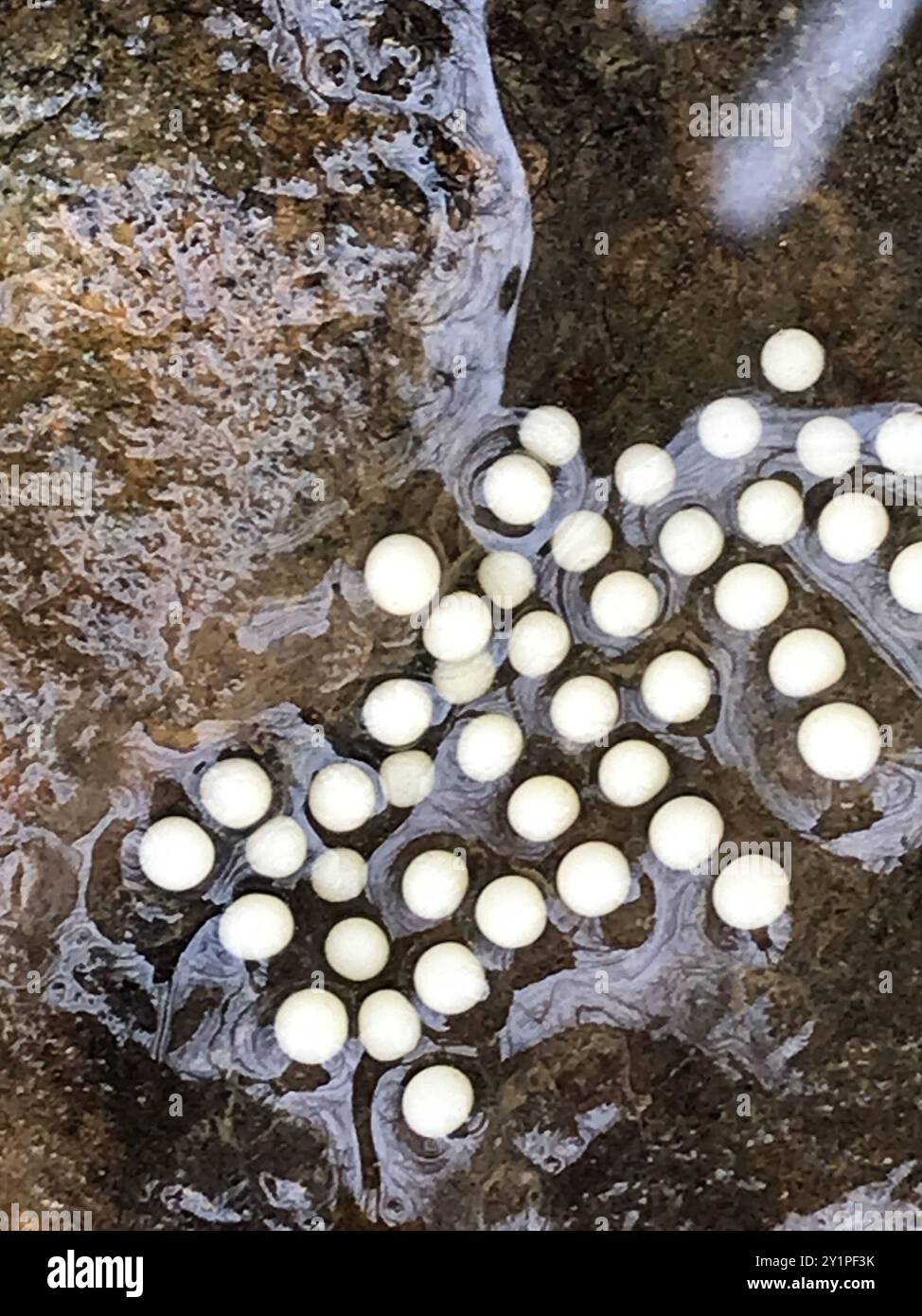 Southern Two-lined Salamander (Eurycea cirrigera) Amphibia Stock Photo ...