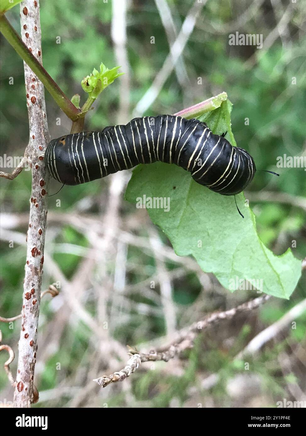 Wilson's Wood-nymph Moth (Xerociris wilsonii) Insecta Stock Photo - Alamy