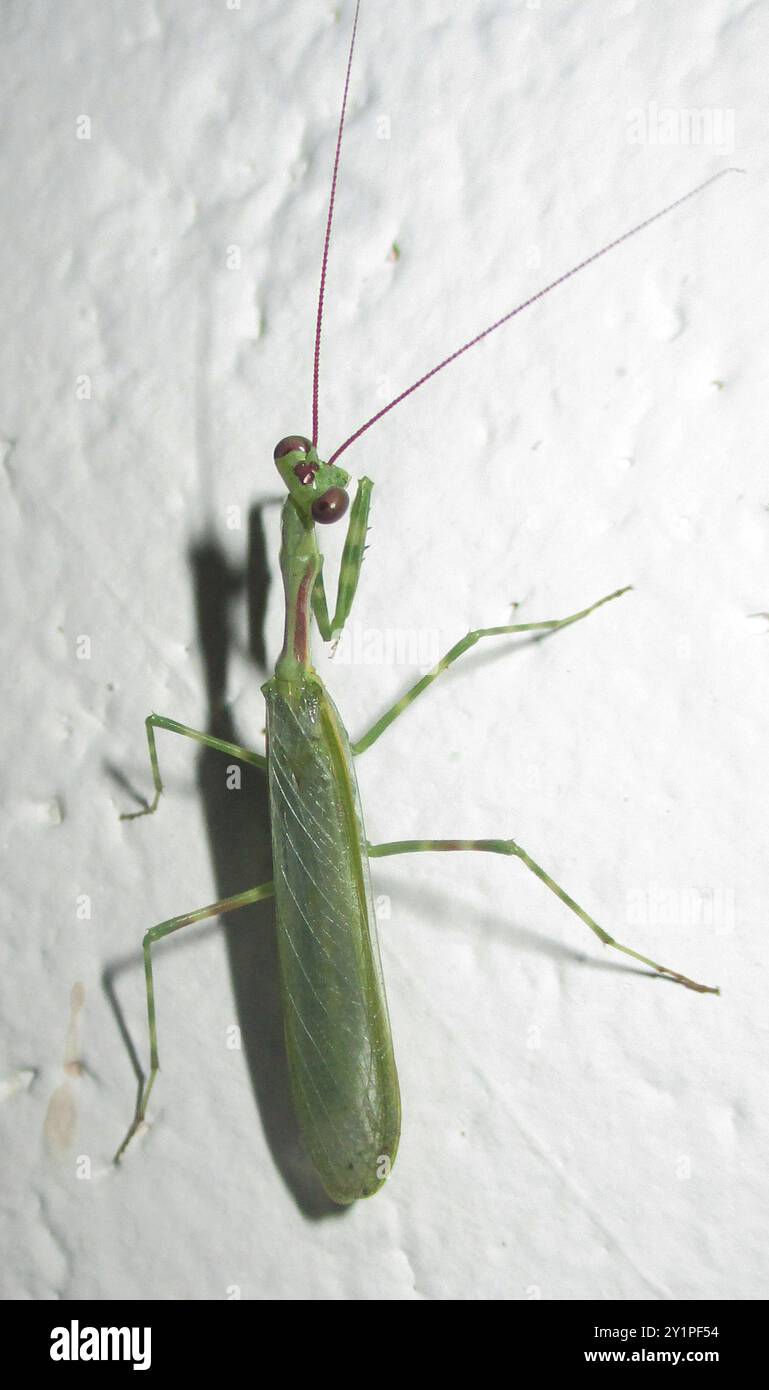 (Miomantis binotata) Insecta Stock Photo - Alamy