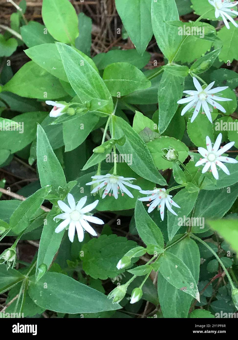 star chickweed (Stellaria pubera) Plantae Stock Photo - Alamy