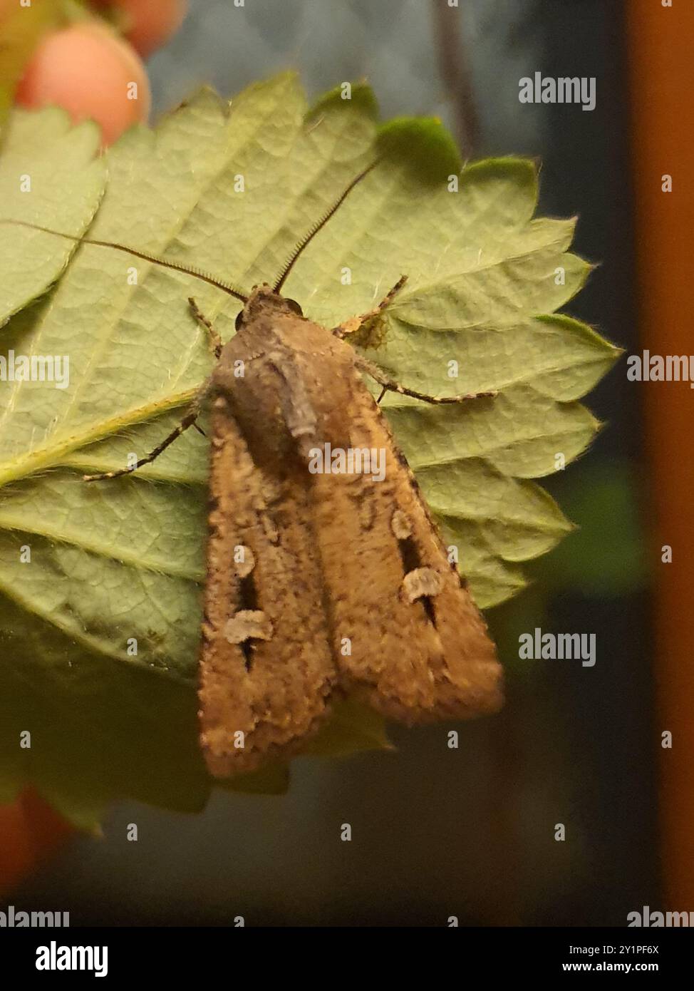 Bogong Moth (Agrotis infusa) Insecta Stock Photo - Alamy