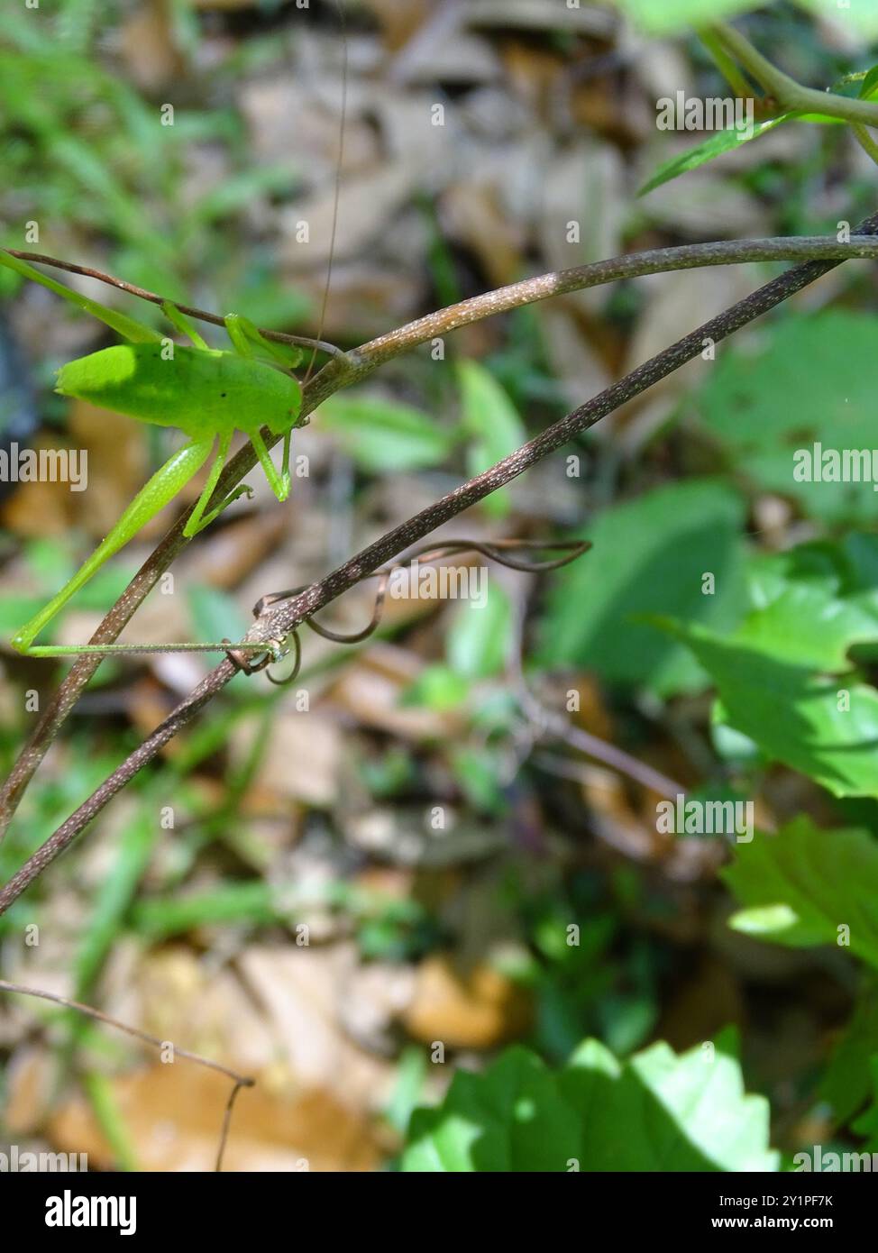 Round-headed Katydids (Amblycorypha) Insecta Stock Photo - Alamy