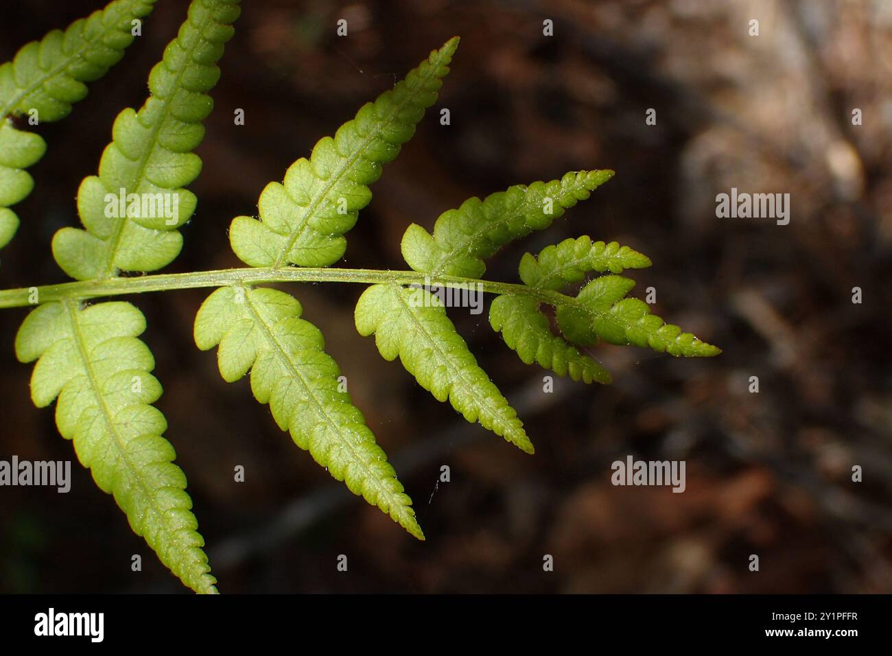 cinnamon fern (Osmundastrum cinnamomeum) Plantae Stock Photo - Alamy