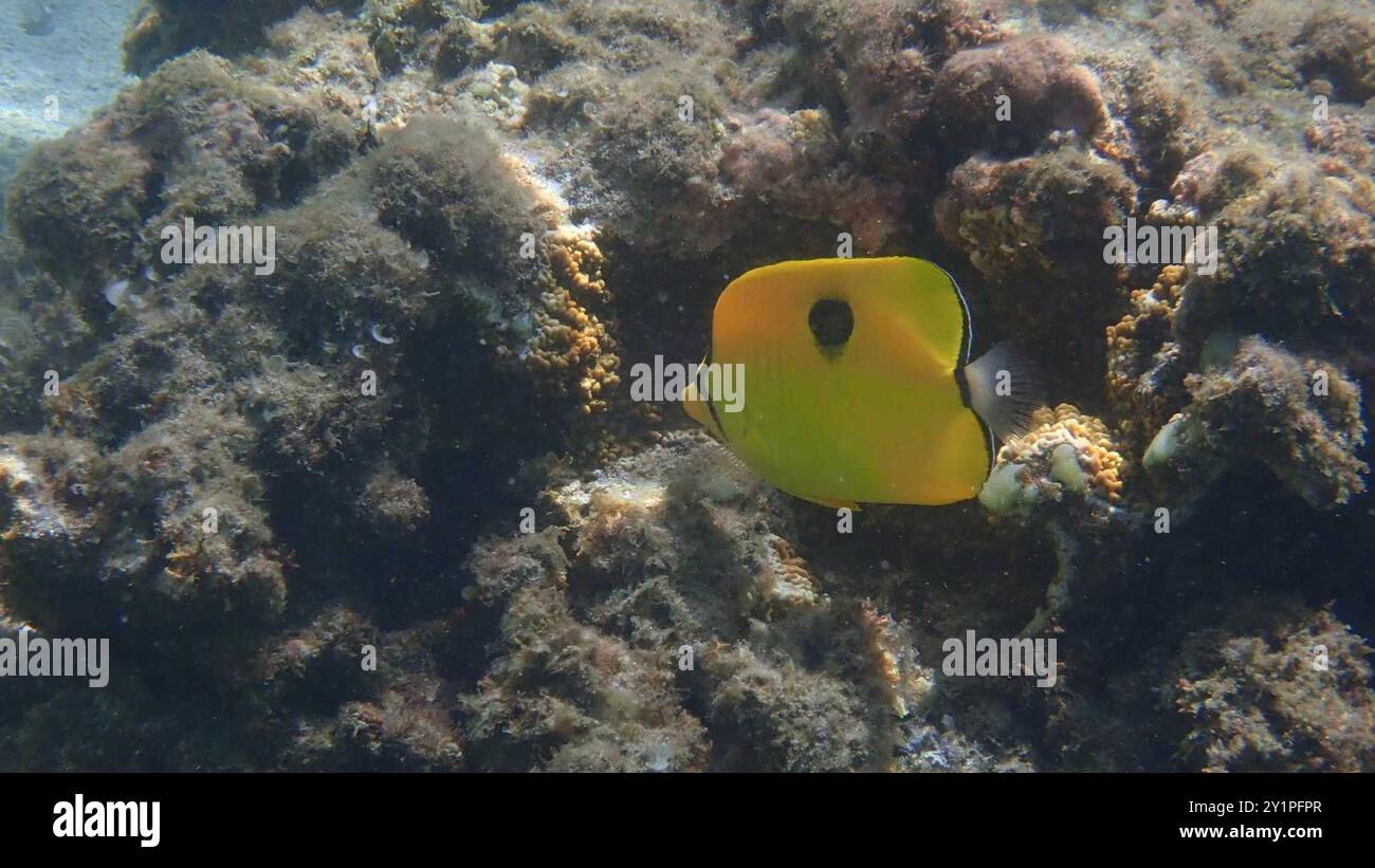 Indian Teardrop Butterflyfish (Chaetodon interruptus) Actinopterygii ...