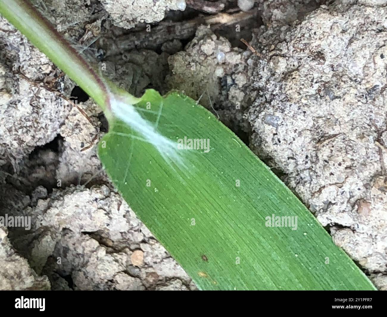 Lindheimer's Panicgrass (Dichanthelium lindheimeri) Plantae Stock Photo ...