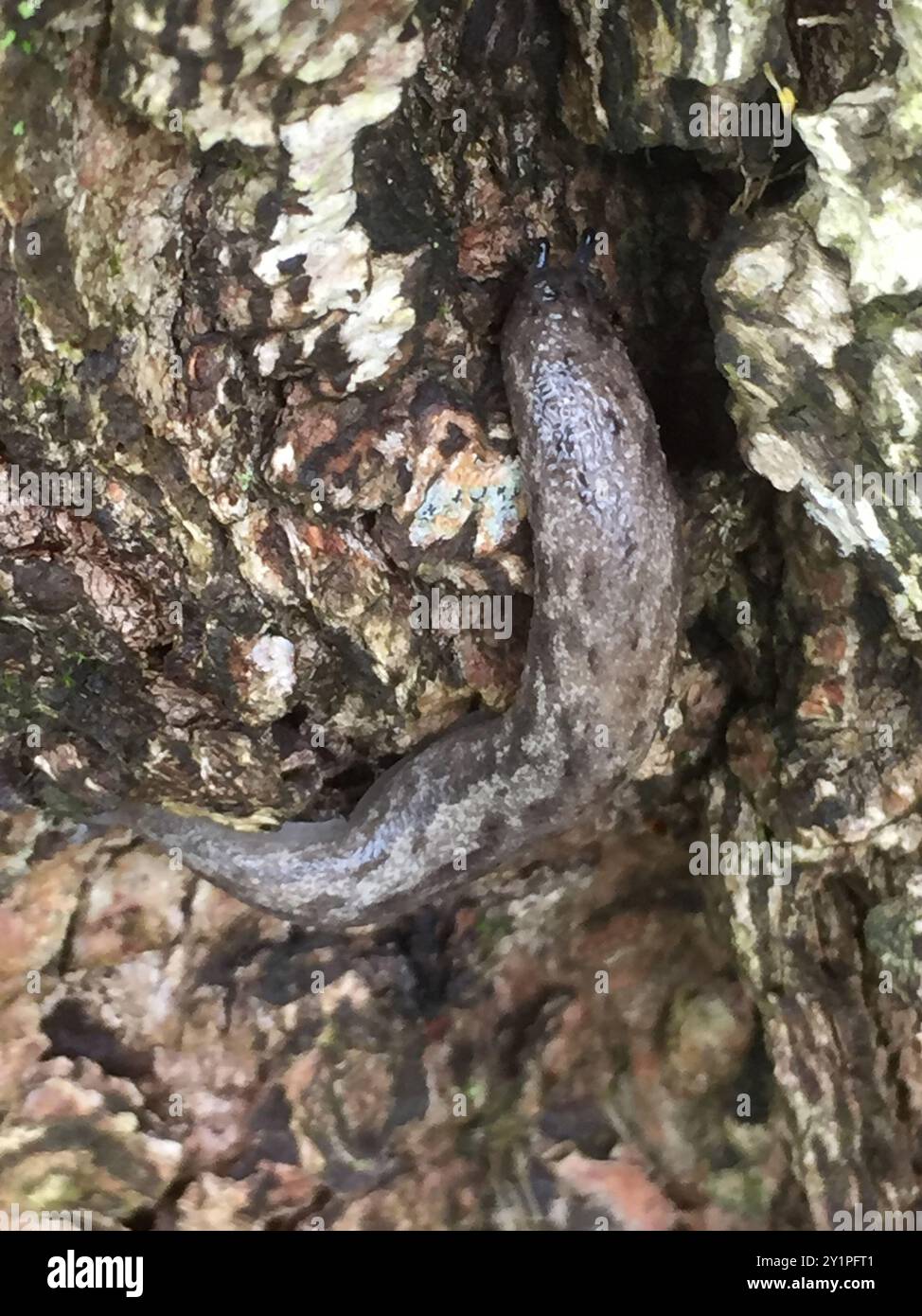 Changeable Mantleslug (Megapallifera mutabilis) Mollusca Stock Photo ...