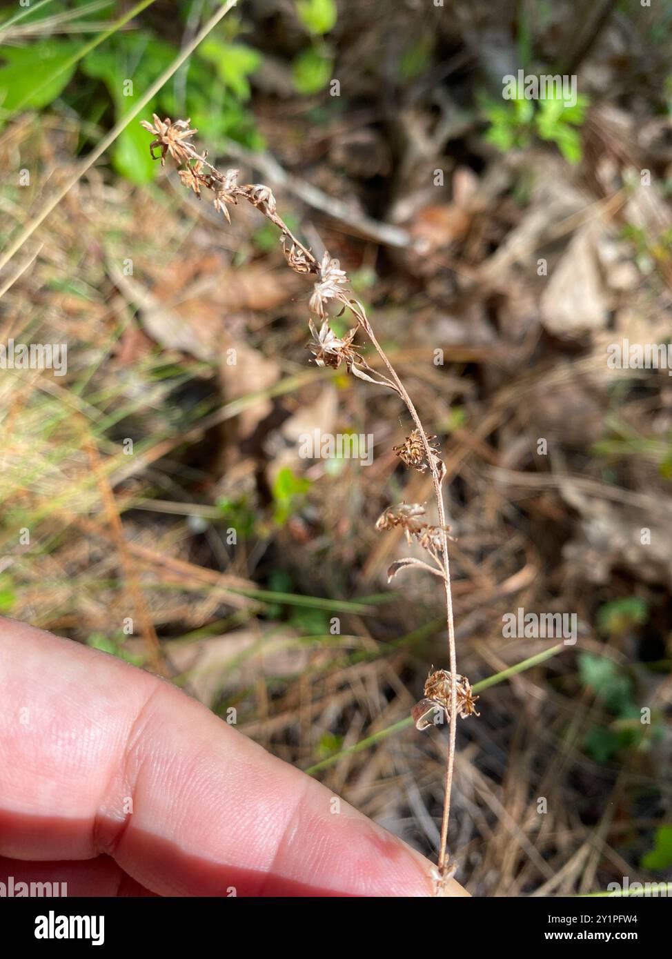 Atlantic Goldenrod (Solidago arguta caroliniana) Plantae Stock Photo ...