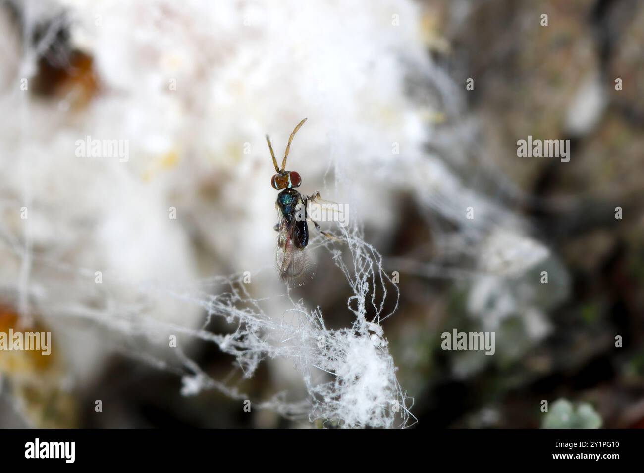 Tiny wasps Ablerus atomon, hyperparasitoids in the family Azotidae ...