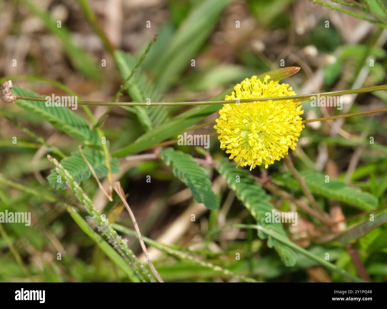 Yellow Puff (Neptunia lutea) Plantae Stock Photo - Alamy