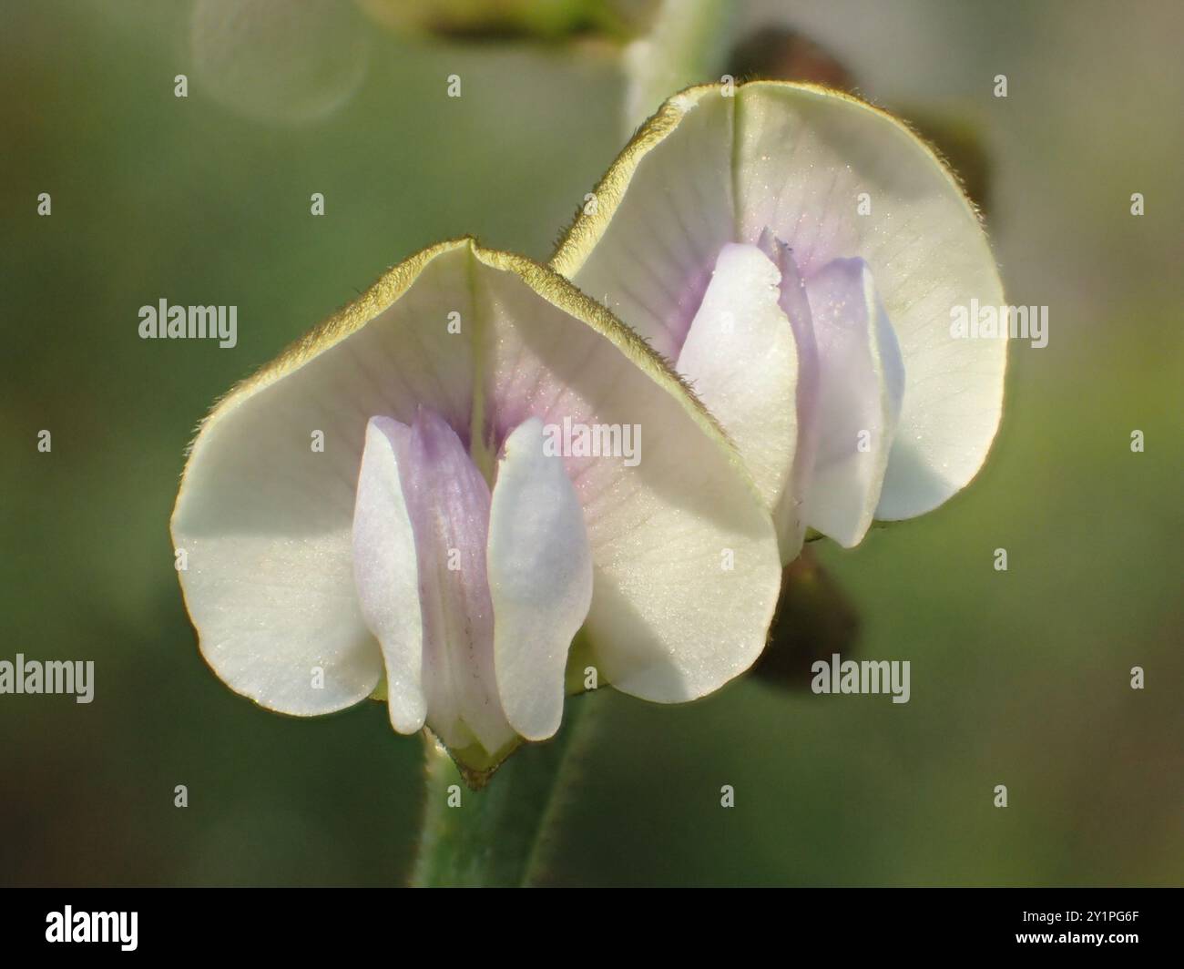 South African hoarypea (Tephrosia noctiflora) Plantae Stock Photo - Alamy