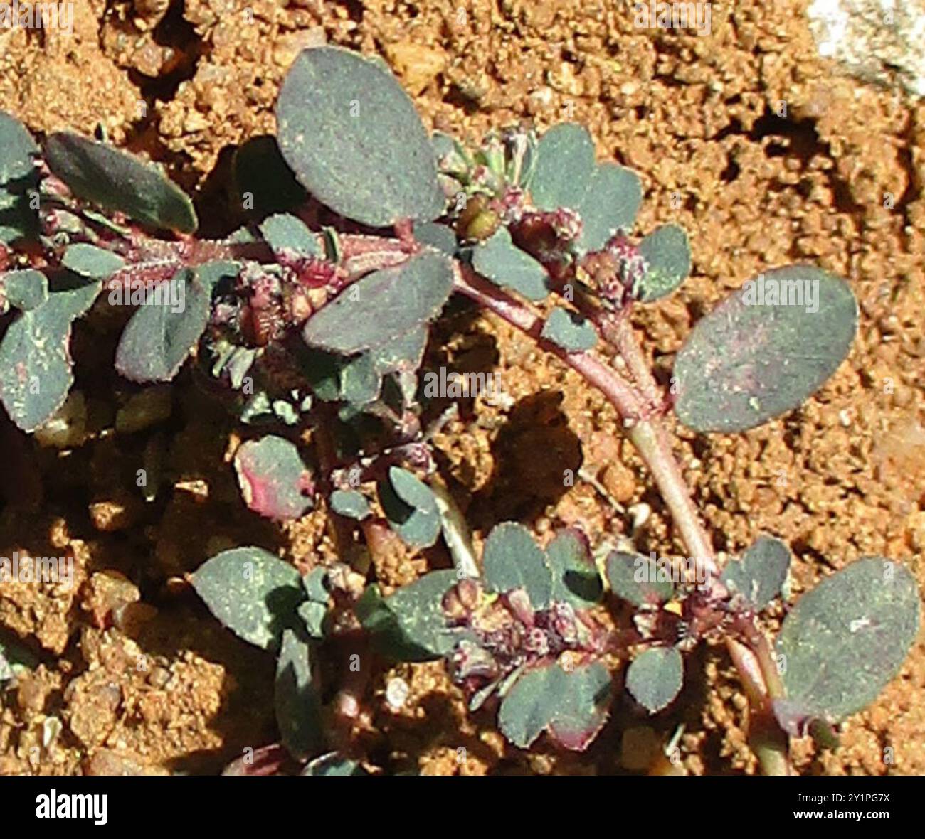 prostrate sandmat (Euphorbia prostrata) Plantae Stock Photo - Alamy