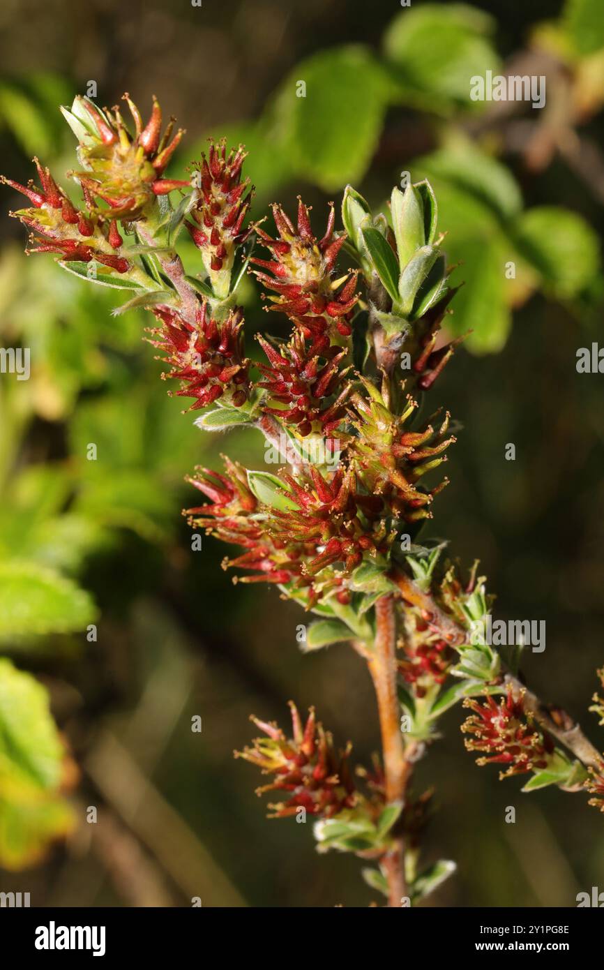 flowering plants (Angiospermae) Plantae Stock Photo - Alamy