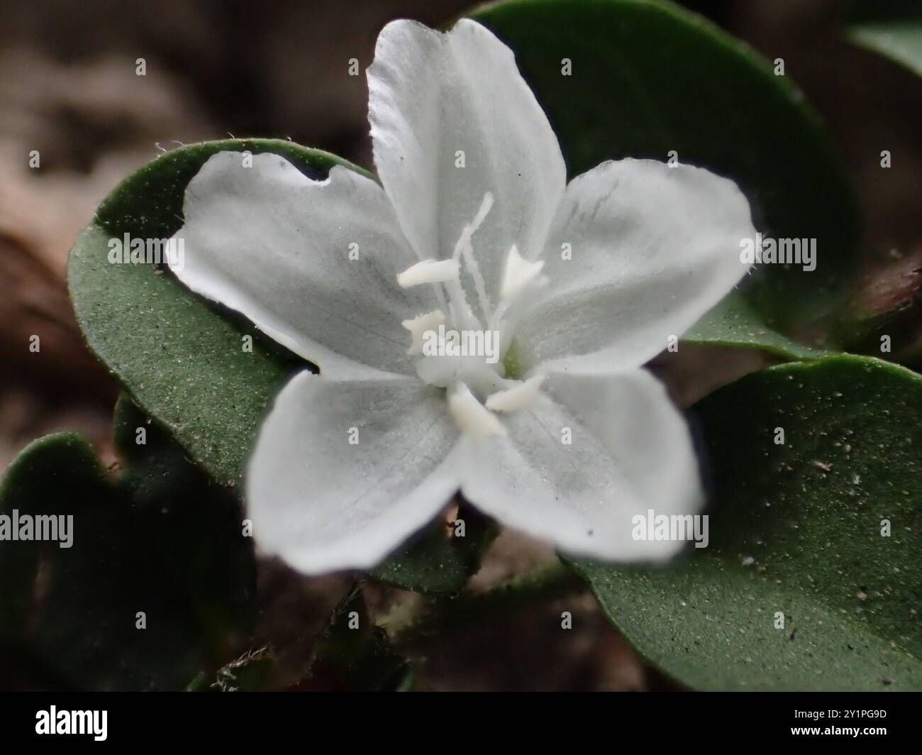 Dwarf Morning Glory (Evolvulus nummularius) Plantae Stock Photo - Alamy