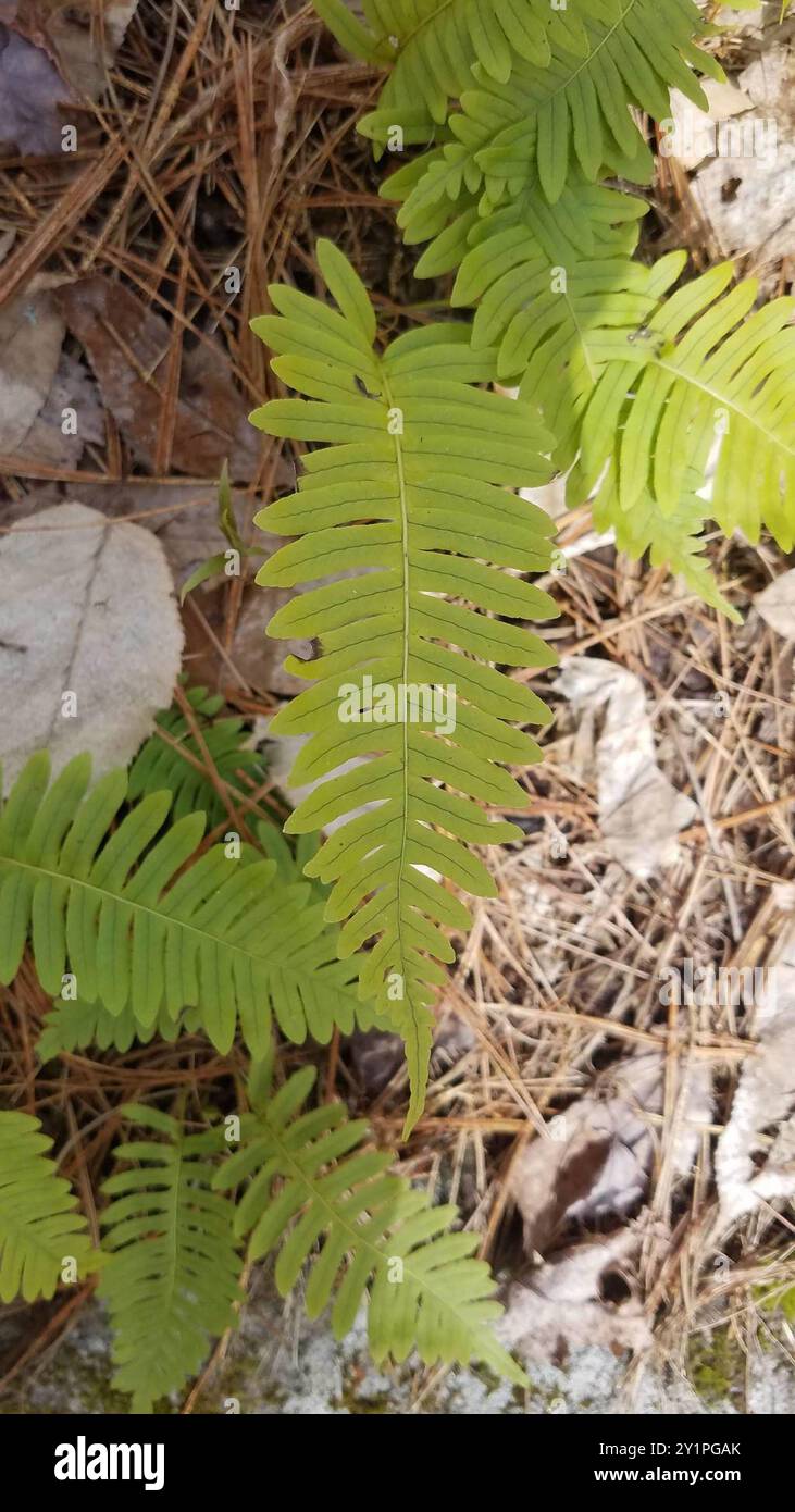 polypody ferns (Polypodium) Plantae Stock Photo - Alamy