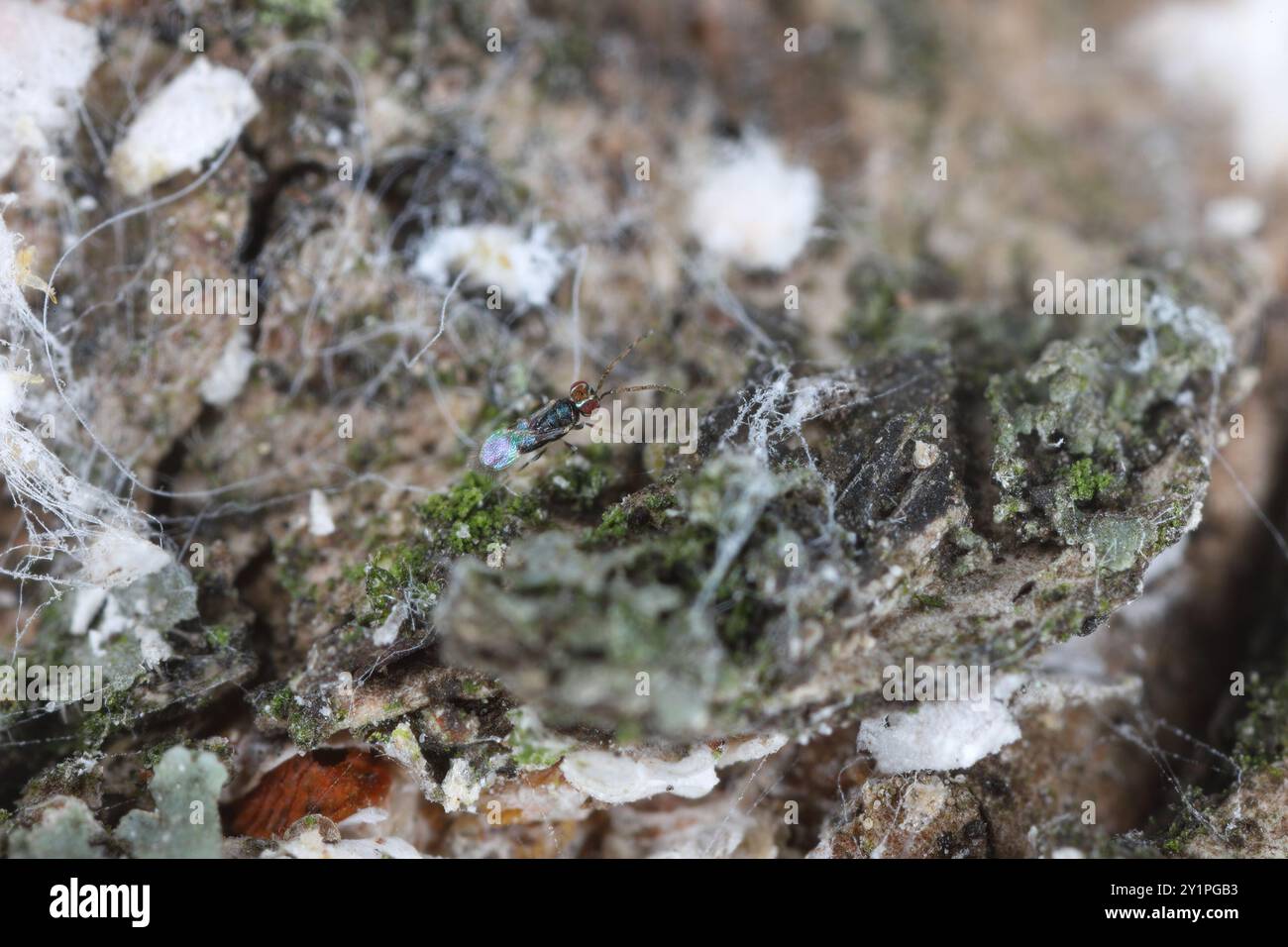 Tiny wasps Ablerus atomon, hyperparasitoids in the family Azotidae ...