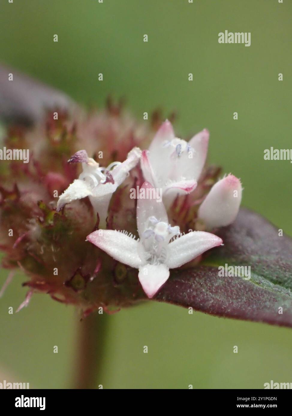 Woodland false buttonweed (Spermacoce remota) Plantae Stock Photo - Alamy