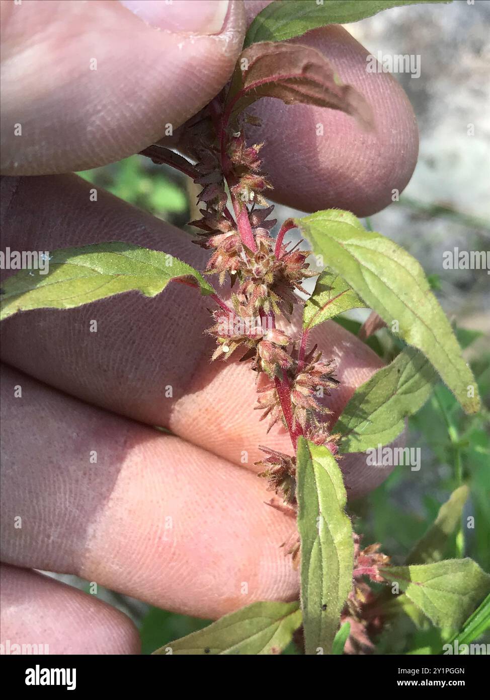 Pennsylvania pellitory (Parietaria pensylvanica) Plantae Stock Photo ...