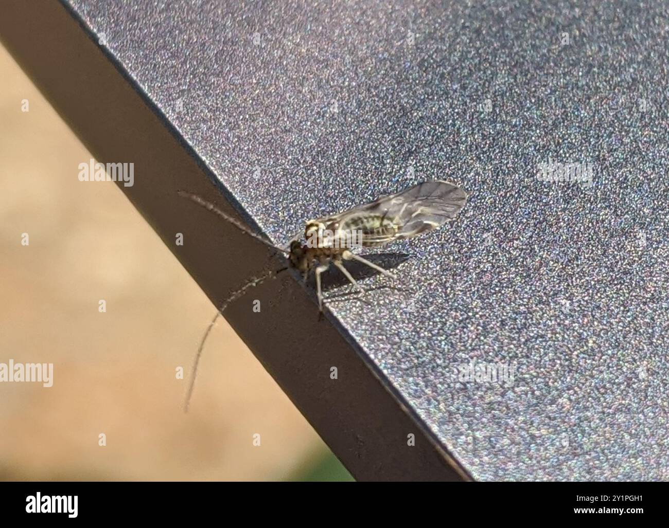 Barklice, Booklice, and Parasitic Lice (Psocodea) Insecta Stock Photo ...