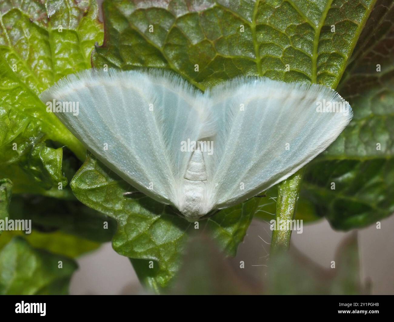 White Spring Moth (Lomographa vestaliata) Insecta Stock Photo - Alamy