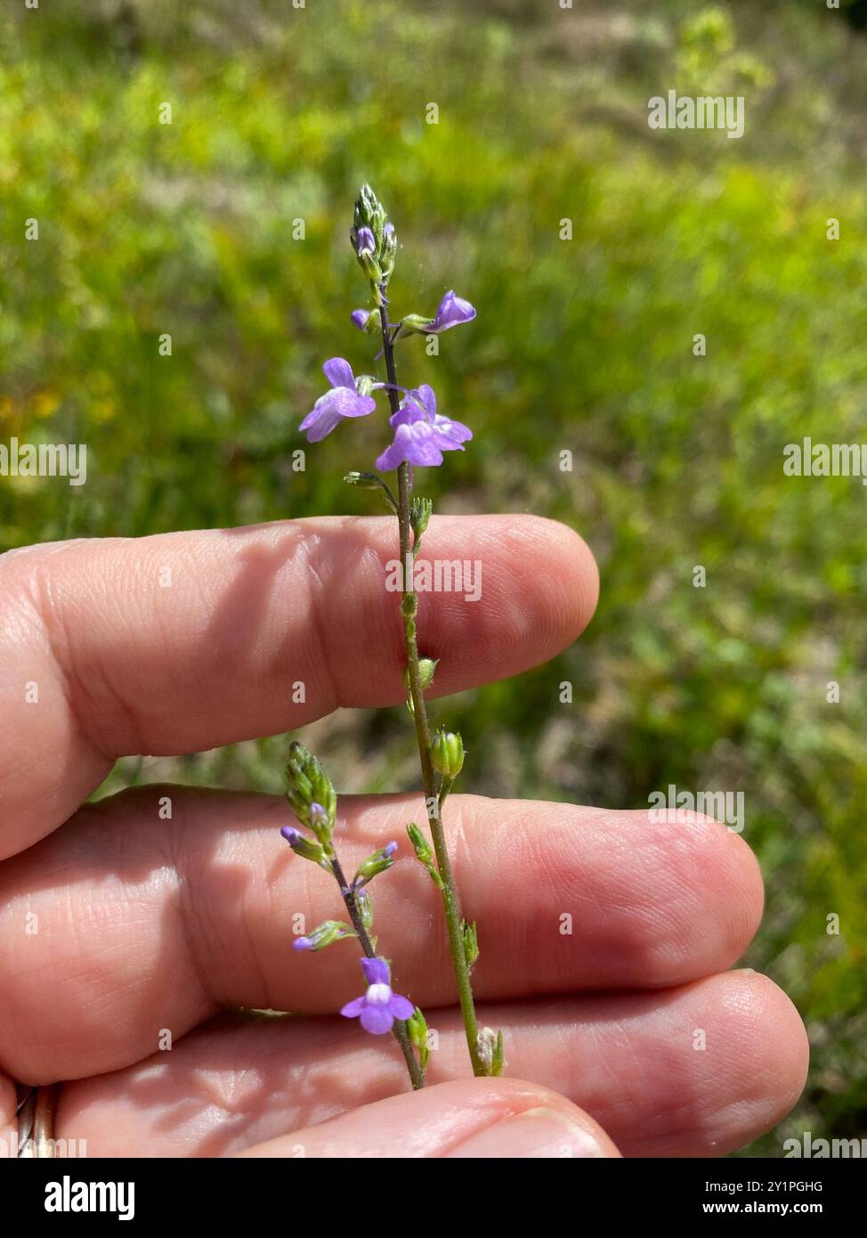 blue toadflax (Nuttallanthus canadensis) Plantae Stock Photo - Alamy