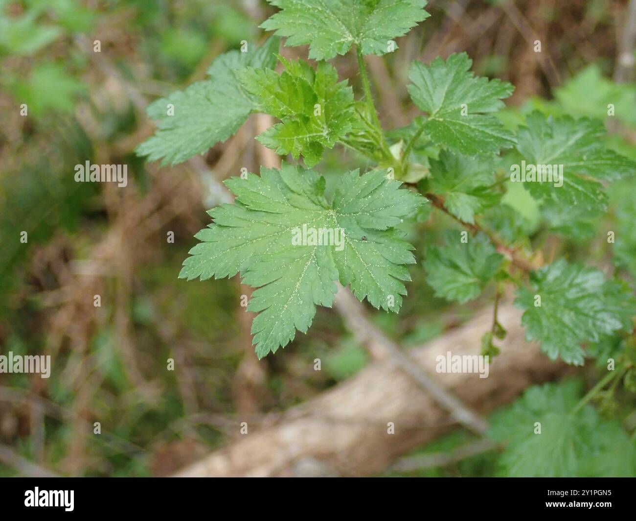 swamp currant (Ribes lacustre) Plantae Stock Photo - Alamy