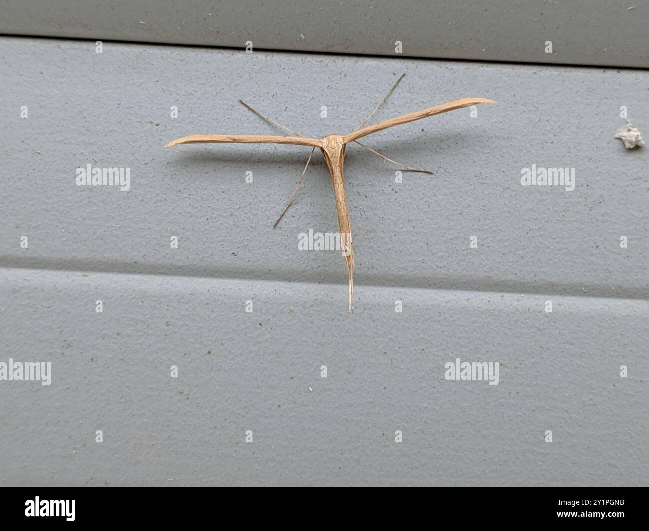 Morning-glory Plume Moth (Emmelina monodactyla) Insecta Stock Photo - Alamy