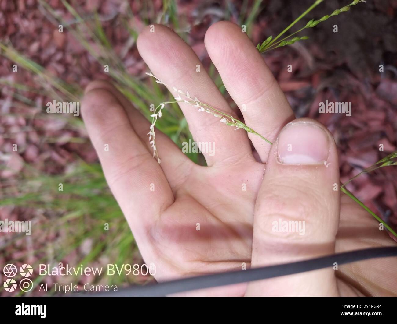 panic veldtgrass (Ehrharta erecta) Plantae Stock Photo - Alamy