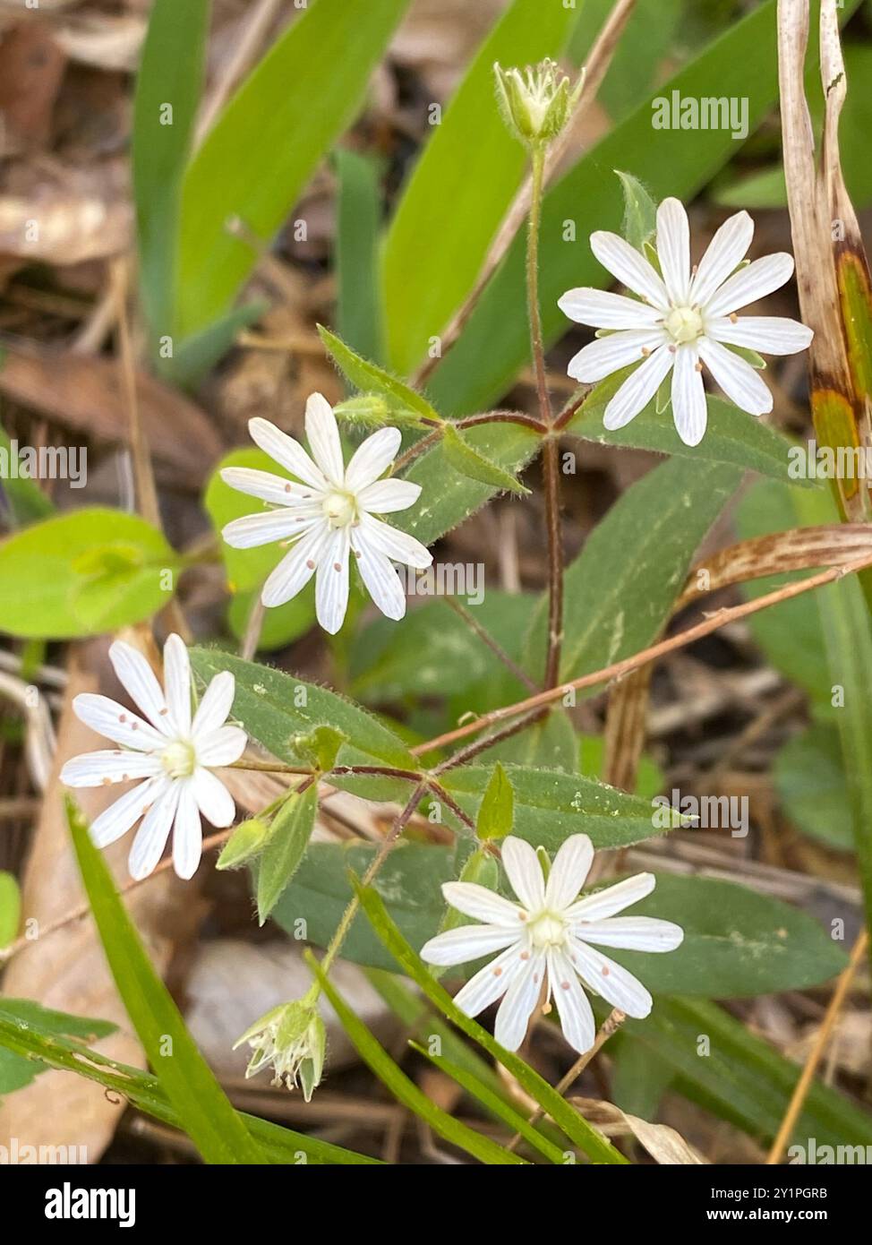 star chickweed (Stellaria pubera) Plantae Stock Photo - Alamy