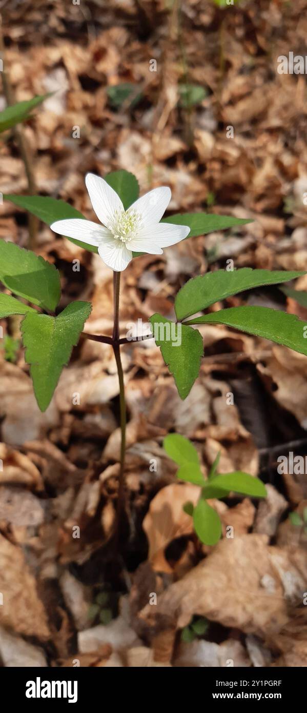 Three-leaved Anemone (Anemonoides trifolia) Plantae Stock Photo - Alamy