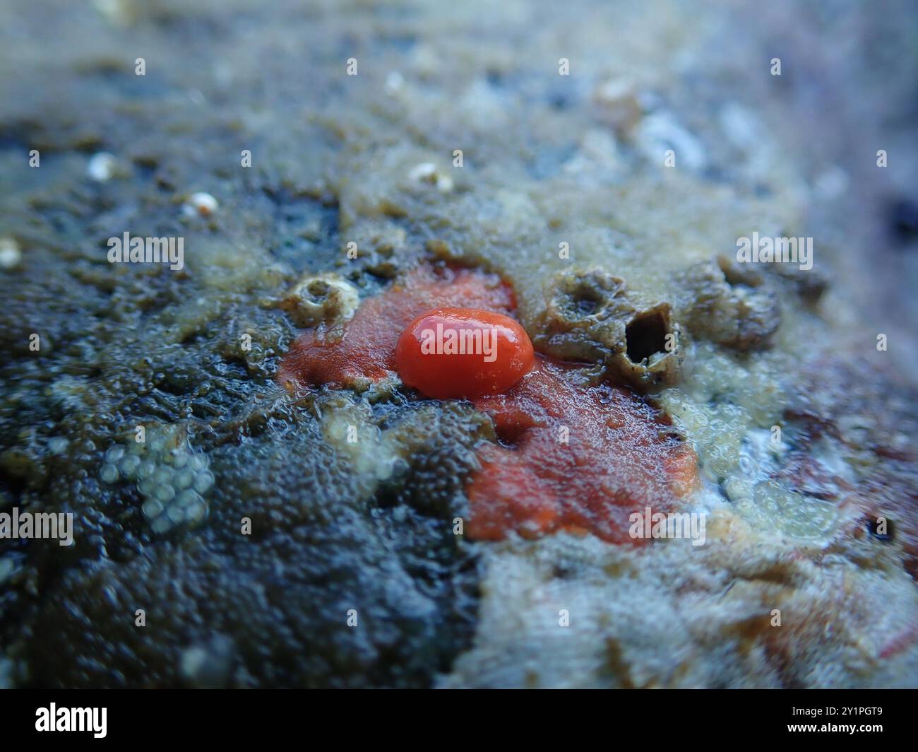 Red Sponge Dorid (Rostanga pulchra) Mollusca Stock Photo - Alamy