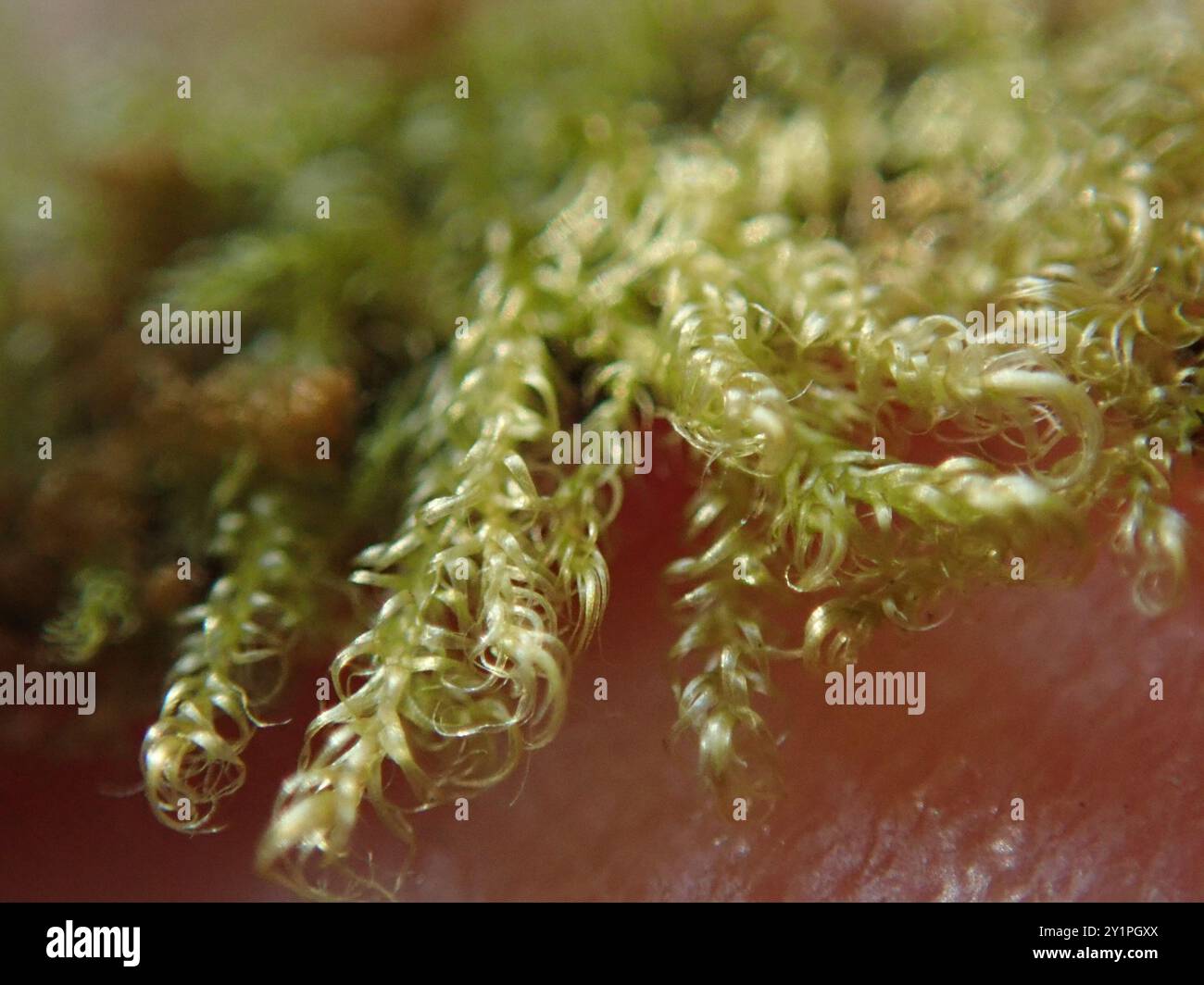 Sickle-leaved Hook-moss (Sanionia uncinata) Plantae Stock Photo - Alamy