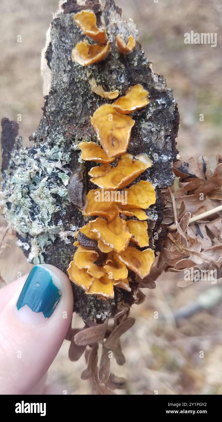 crowded parchment (Stereum complicatum) Fungi Stock Photo - Alamy