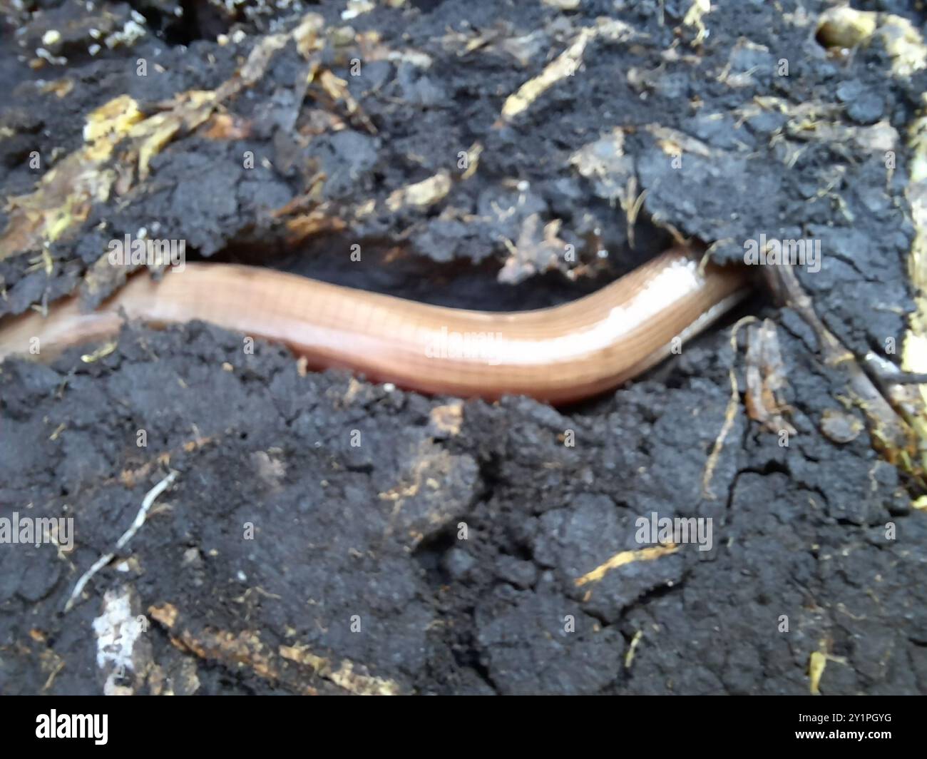 Darwin's Ringed Worm Lizard (Amphisbaena darwinii) Reptilia Stock Photo ...