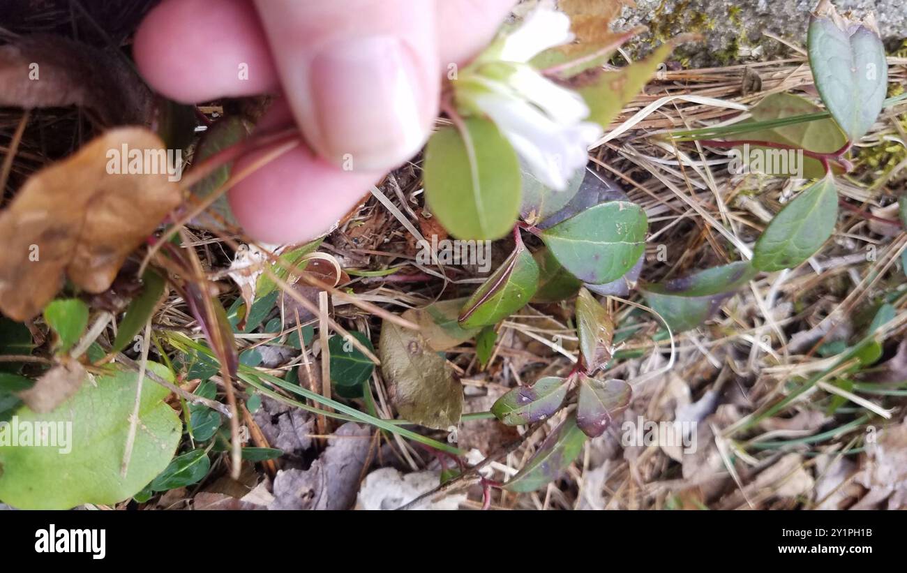 trailing arbutus (Epigaea repens) Plantae Stock Photo - Alamy