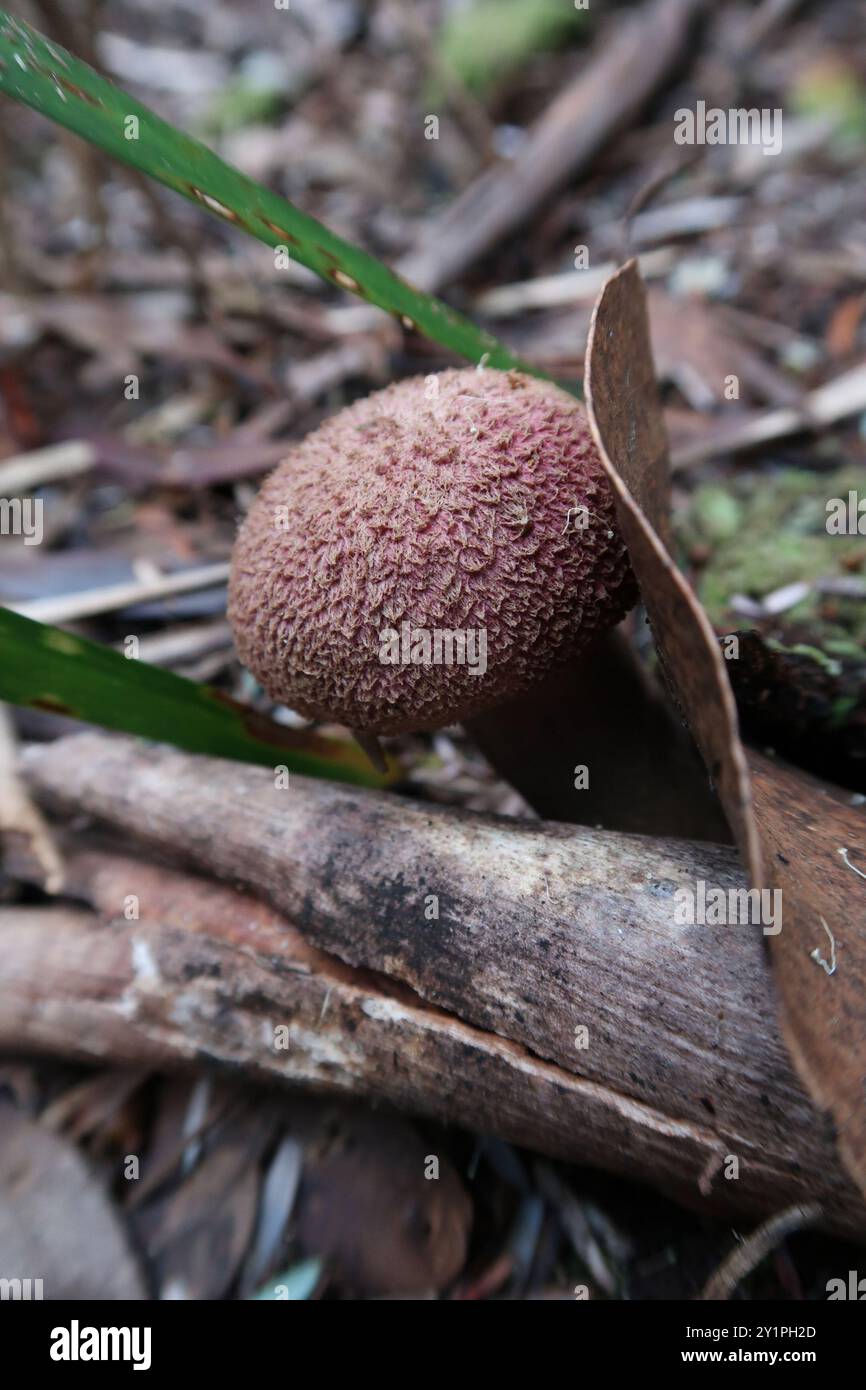 Boletellus emodensis hi-res stock photography and images - Alamy