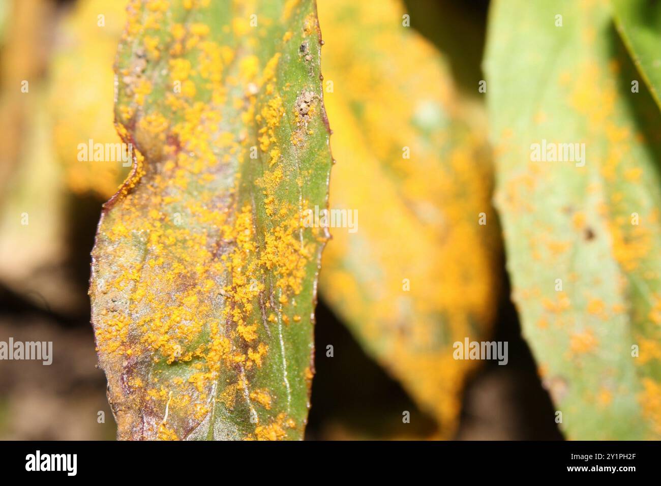 Pucciniastrum hi-res stock photography and images - Alamy