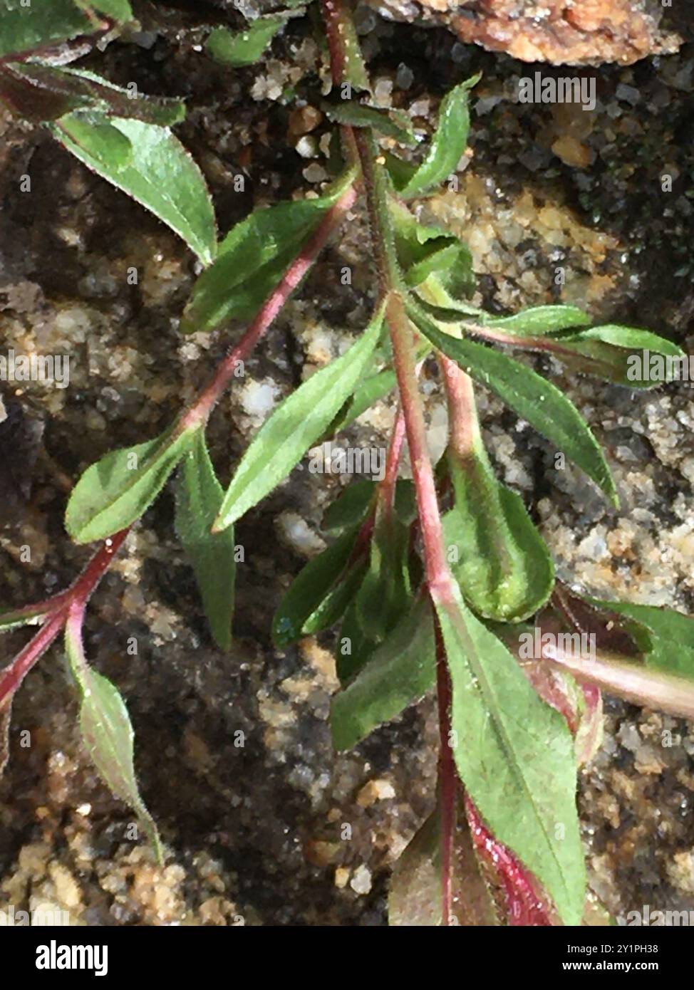flowering plants (Angiospermae) Plantae Stock Photo - Alamy