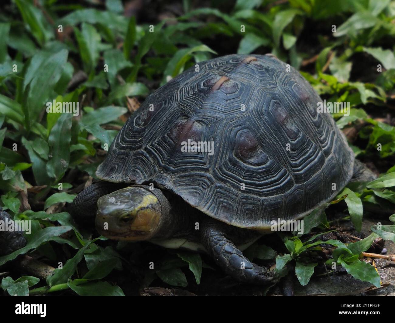 Chinese Box Turtle (Cuora flavomarginata) Reptilia Stock Photo - Alamy