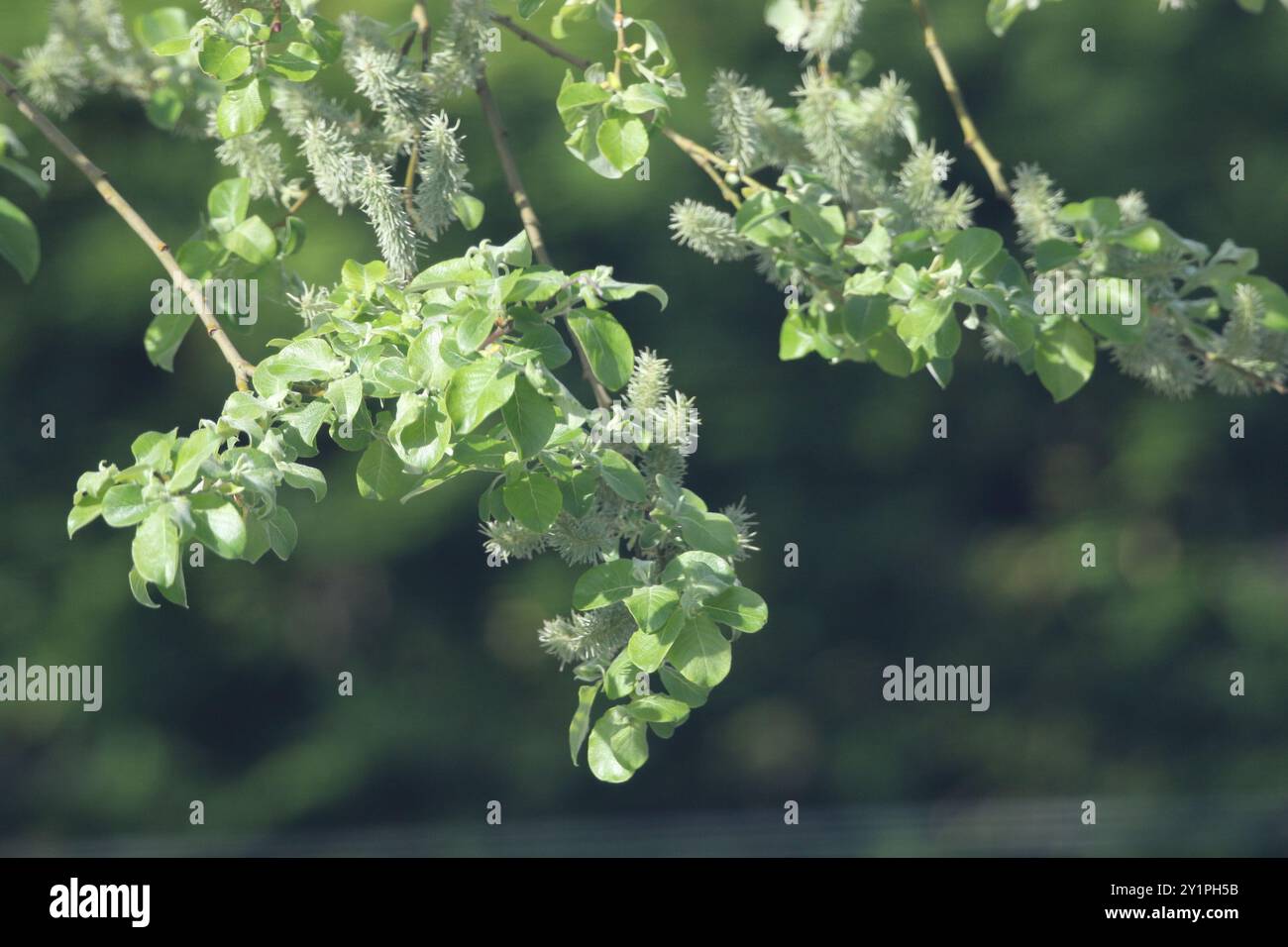 goat willow (Salix caprea) Plantae Stock Photo - Alamy