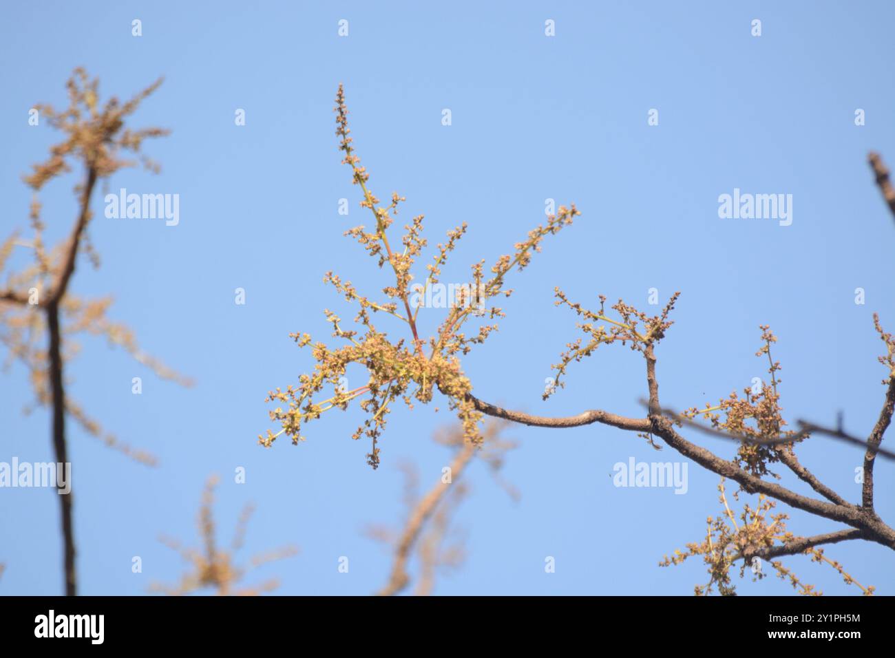 Indian Ash (Lannea coromandelica) Plantae Stock Photo - Alamy