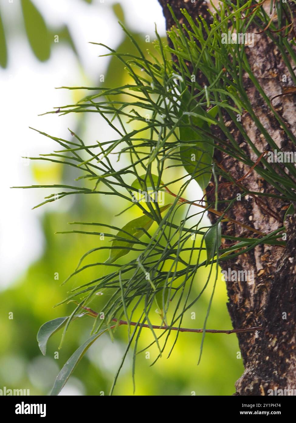 skeleton fork fern (Psilotum nudum) Plantae Stock Photo - Alamy
