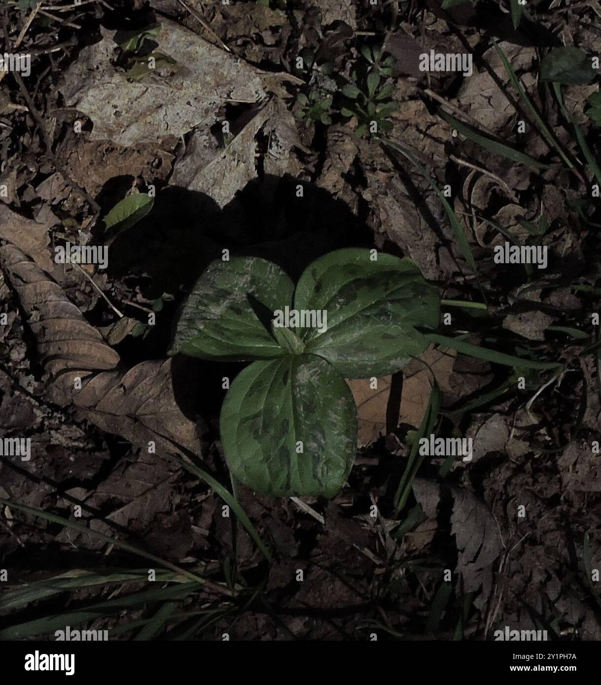 toadshade (Trillium sessile) Plantae Stock Photo - Alamy