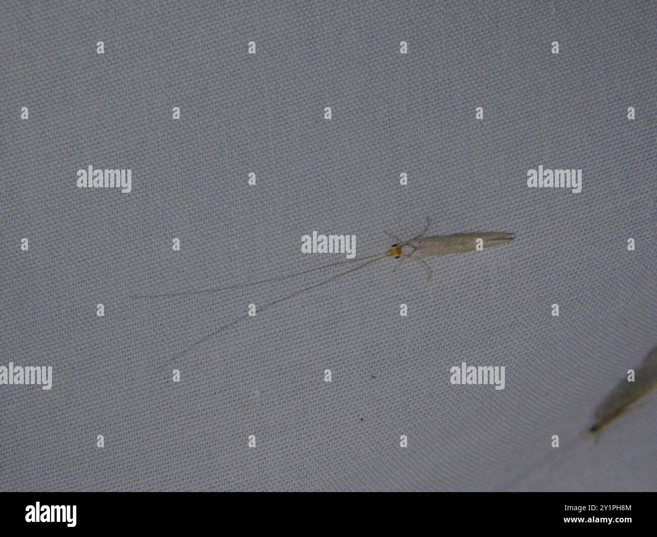 White Miller Caddisflies (Nectopsyche) Insecta Stock Photo - Alamy