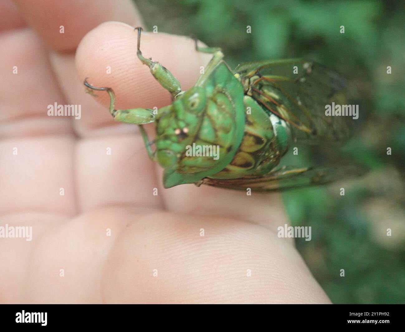 Green shield cicada (Zammara tympanum) Insecta Stock Photo - Alamy
