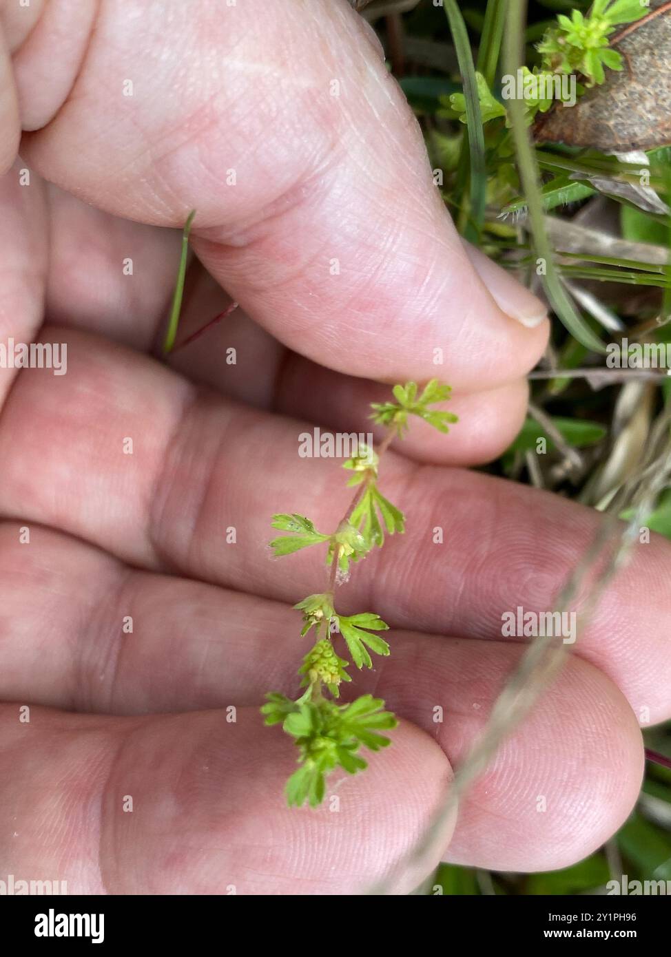 Slender parsley-piert (Alchemilla australis) Plantae Stock Photo - Alamy