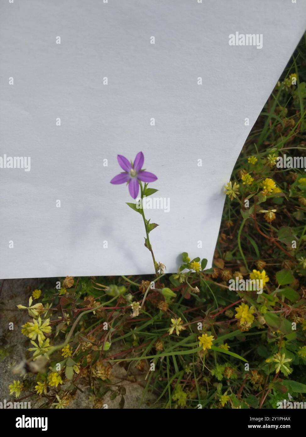 Venus's looking-glass (Triodanis biflora) Plantae Stock Photo - Alamy