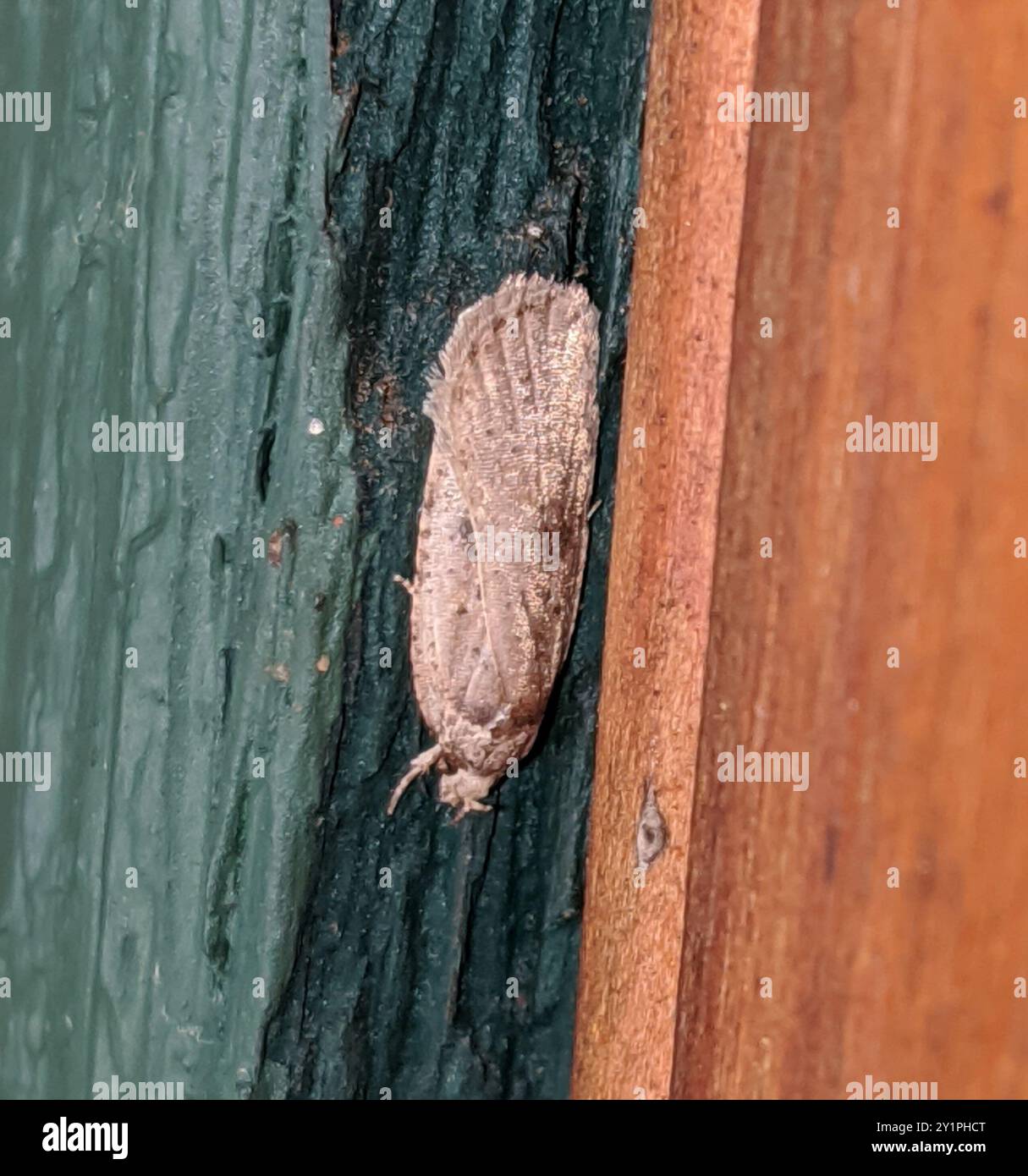 Canadian Agonopterix Moth (Agonopterix canadensis) Insecta Stock Photo ...